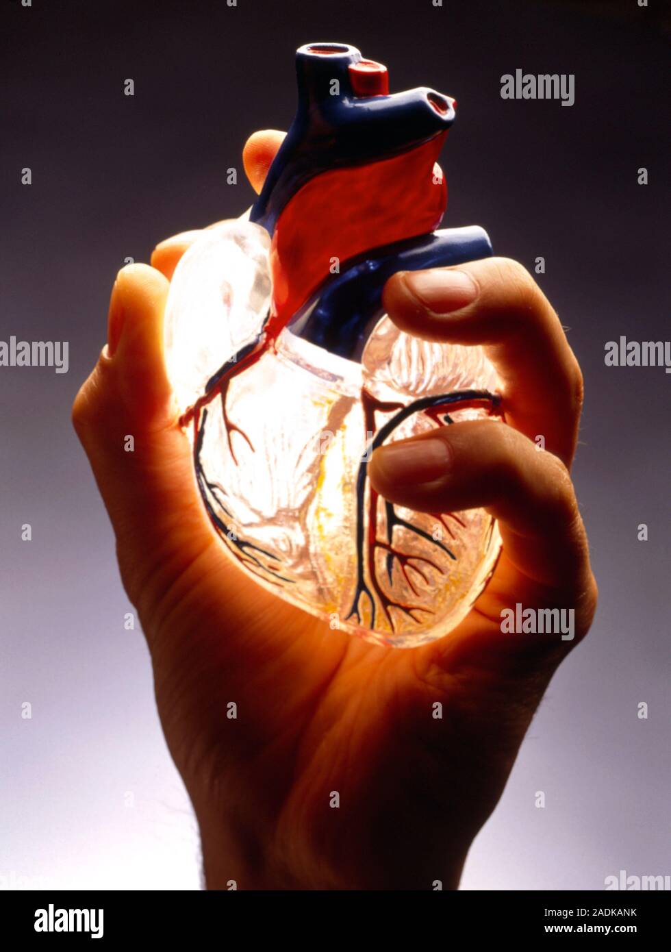 Human heart. Hand holding a model of a healthy human heart with light ...