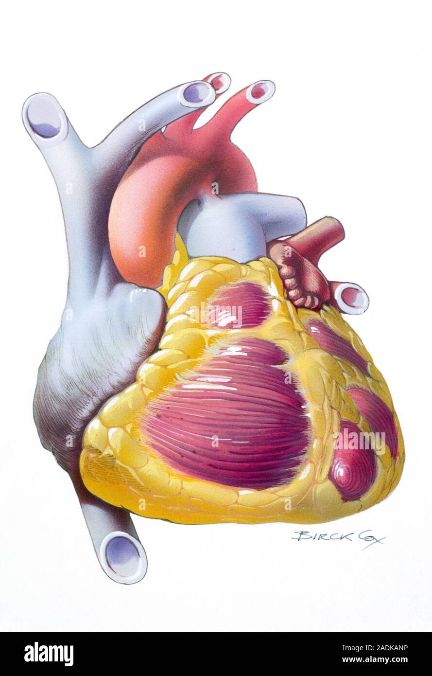 Human heart. Artwork of a healthy human heart. The main blood vessels ...