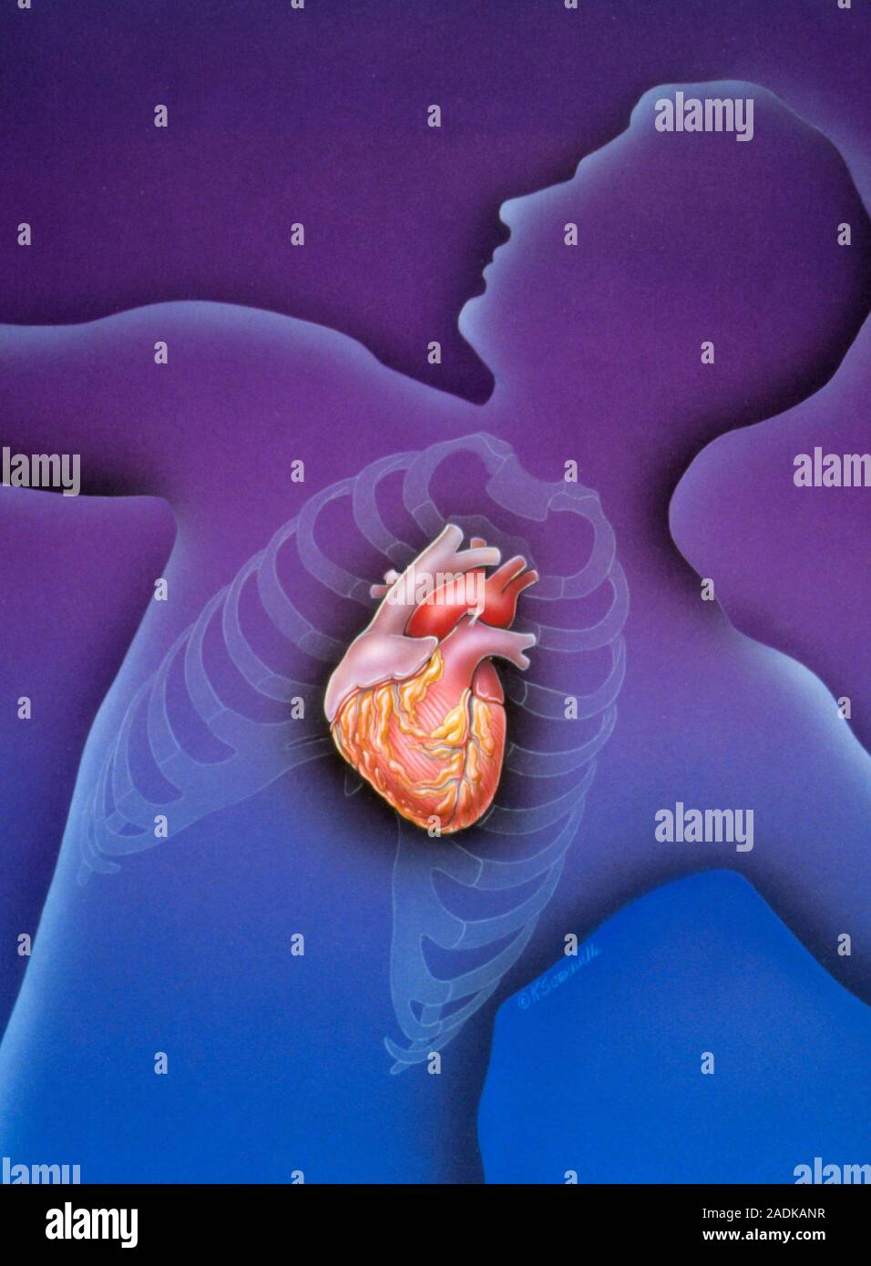 Human heart. Artwork of a male torso showing a healthy heart protected ...