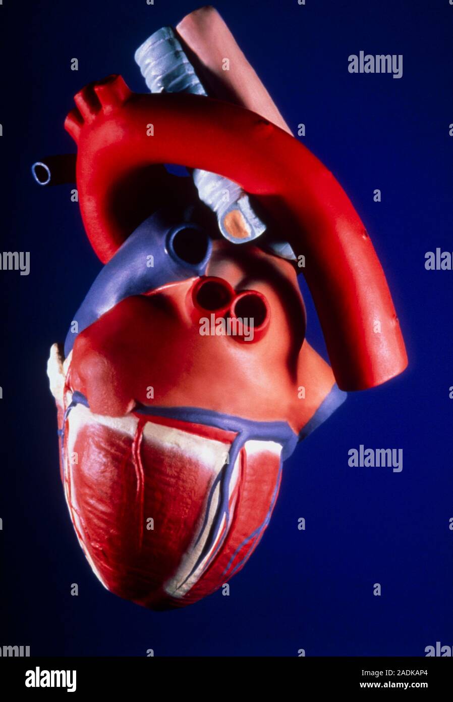 Model heart. Side view of a model of a human heart. The heart is the ...