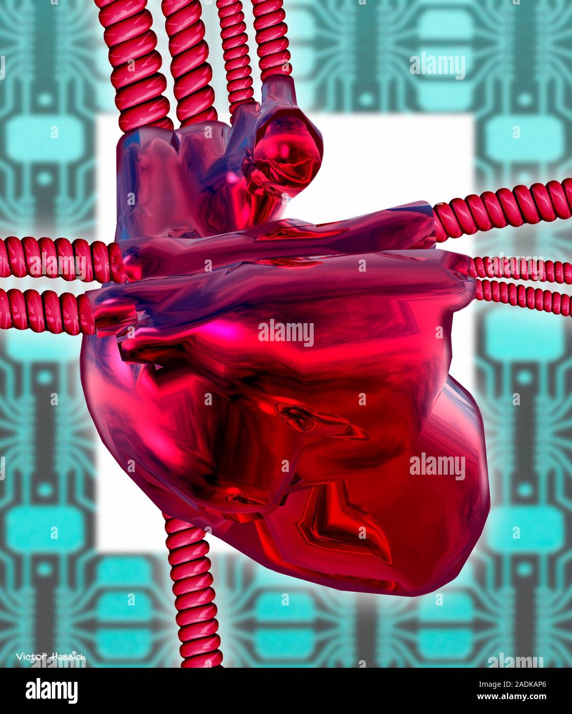 Human heart. Computer illustration of a human heart with its blood ...