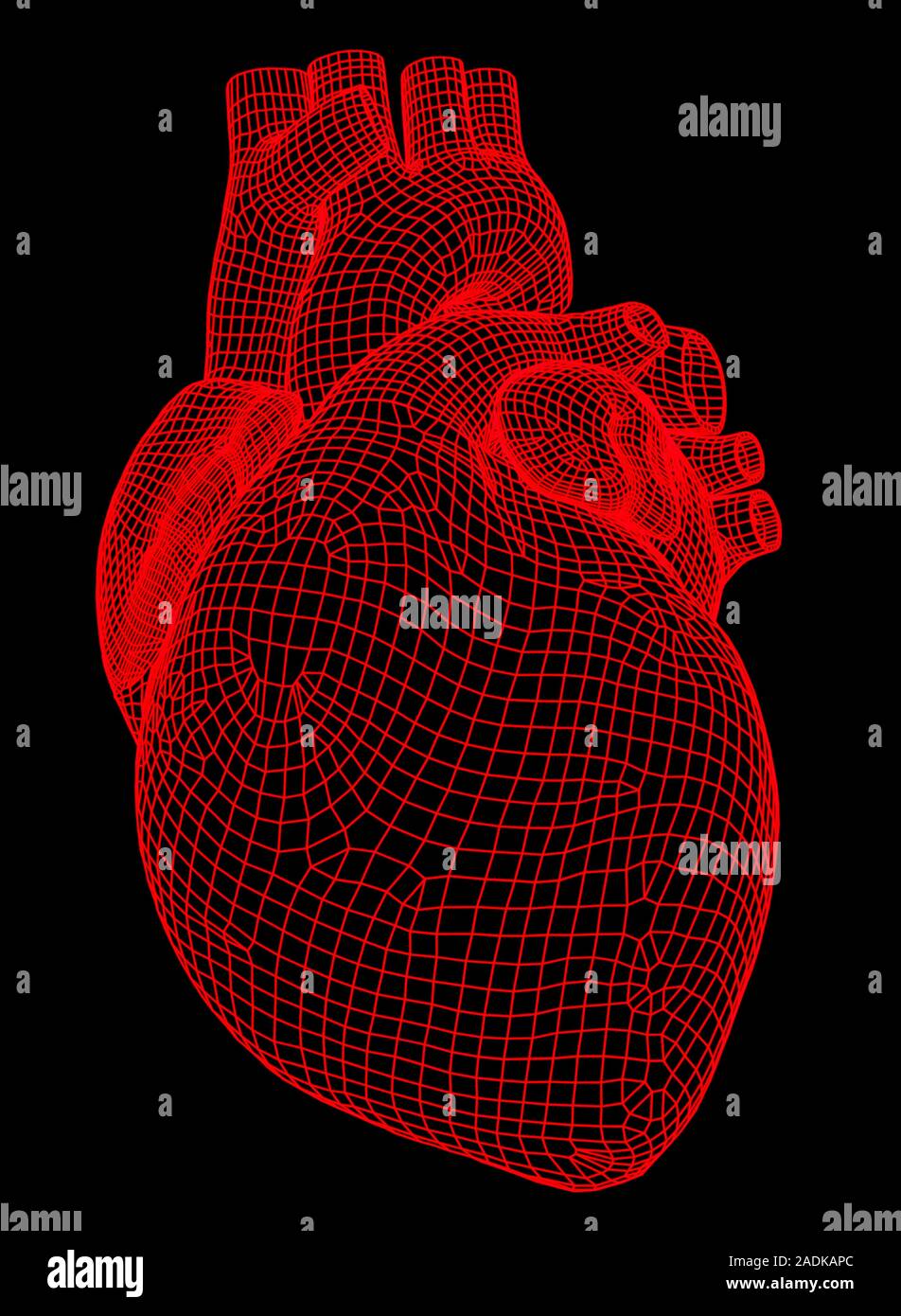 Heart. Computer illustration of a wire-frame model of a healthy human ...