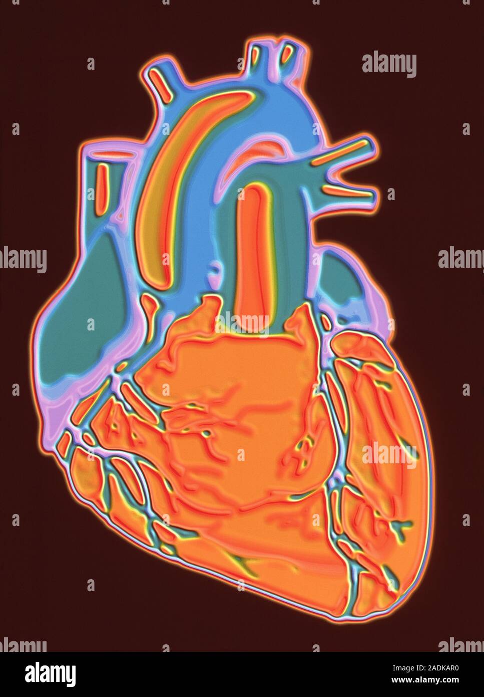 Heart. Computer artwork of a human heart, the muscular organ ...