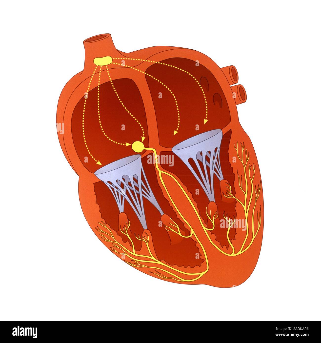 Heart conduction system. Artwork showing the impulse conduction system ... Heart conduction system. Artwork showing the impulse conduction system ...
