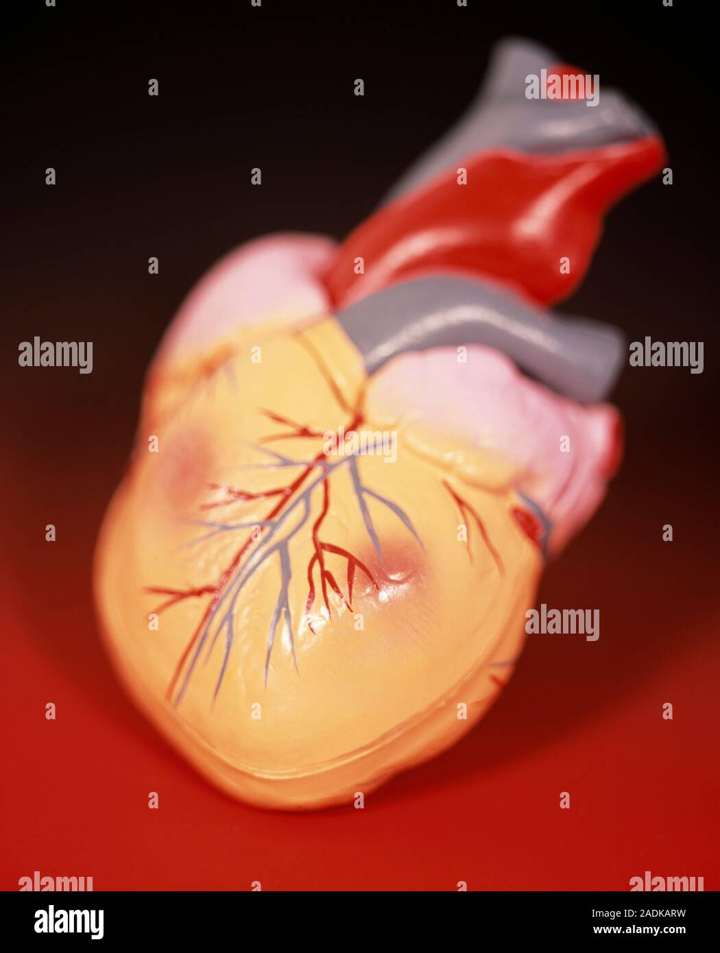 Model human heart. The heart is the hollow muscular organ responsible ...
