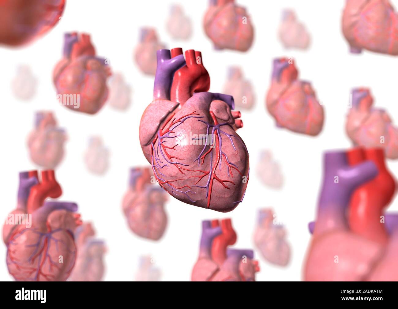 Hearts, computer artwork. The heart is a hollow muscle that pumps blood ...