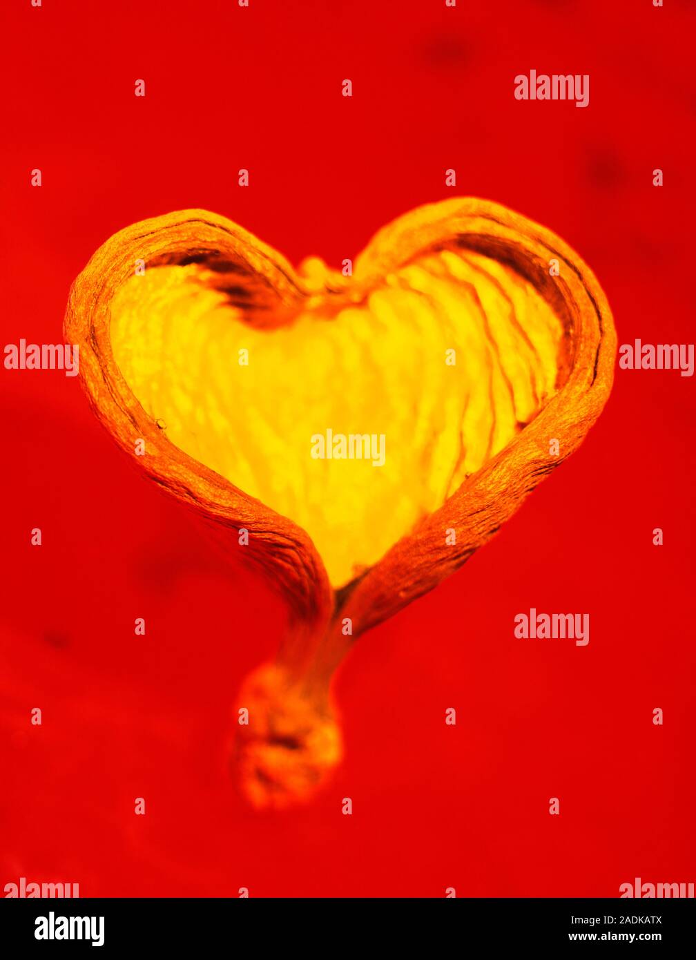 Heart-shaped nutshell. Halved nutshell showing the popular shape of a ...