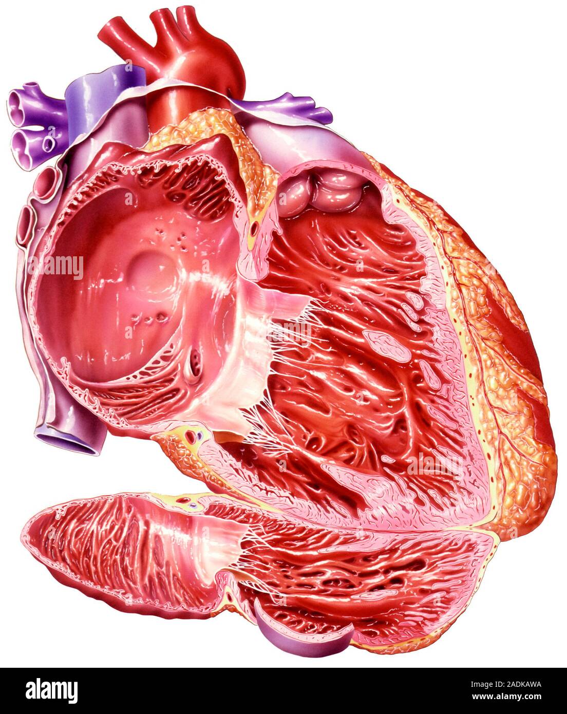 Heart. Artwork of a vertical-diagonal cross- section through the heart ...