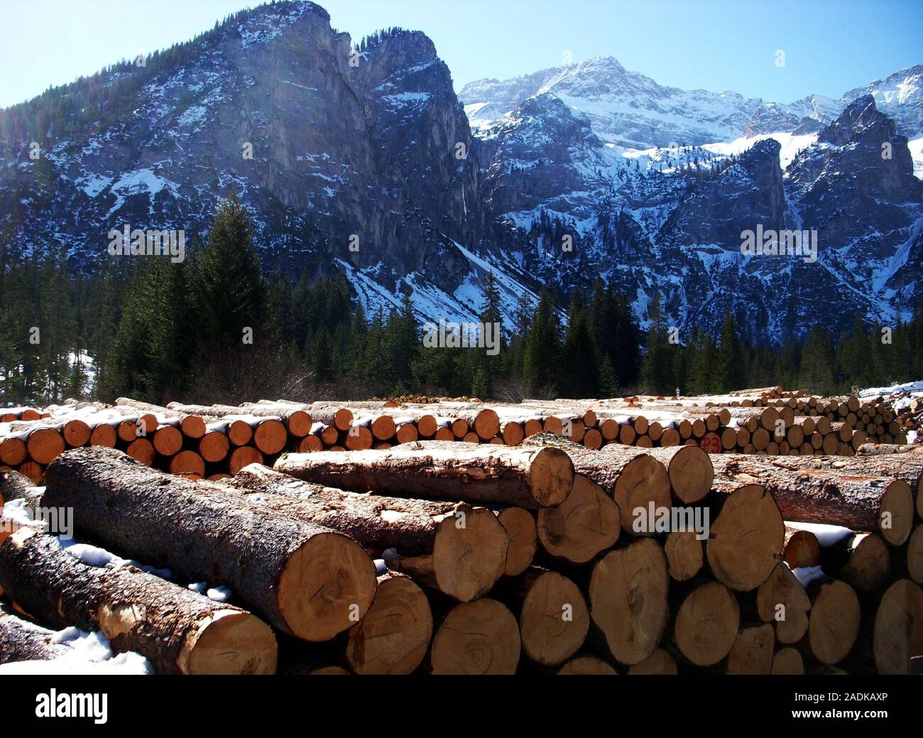 Tree trunks aligned in the valley Stock Photo - Alamy