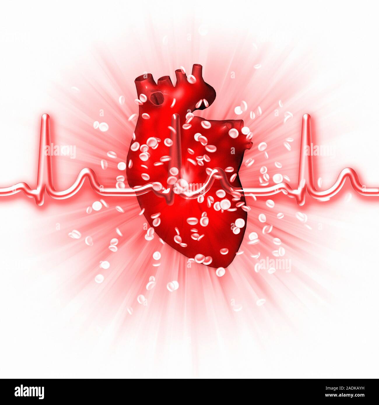 Heart and ECG. Computer artwork of the heart, an electrocardiogram (ECG ...