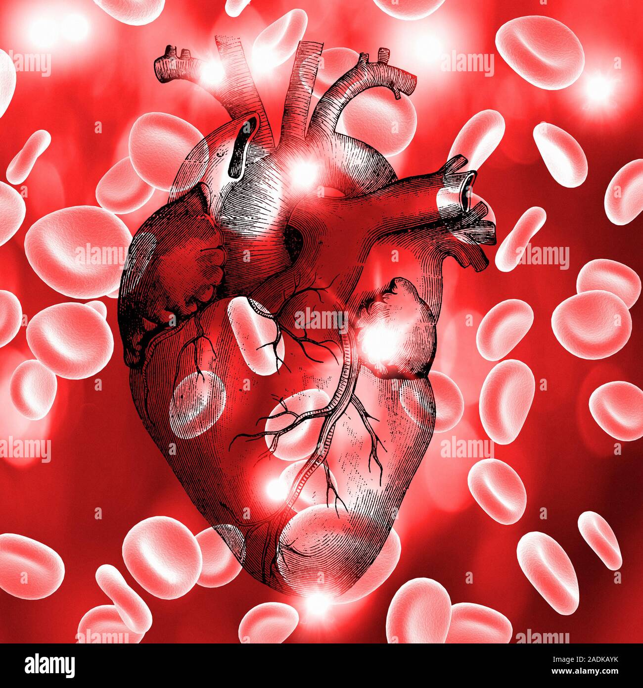 Heart and red blood cells (erythrocytes), computer artwork. The heart ...