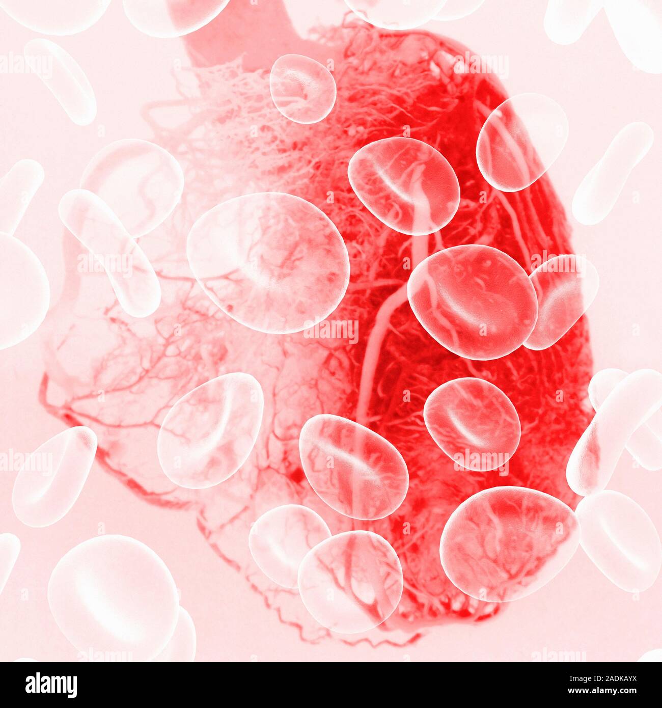 Heart and red blood cells (erythrocytes), computer artwork. The ...