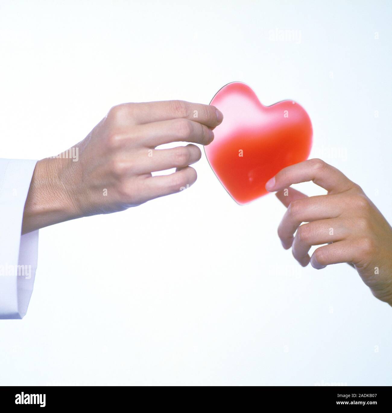 MODEL RELEASED. Healthy heart. Conceptual image of a healthy heart ...