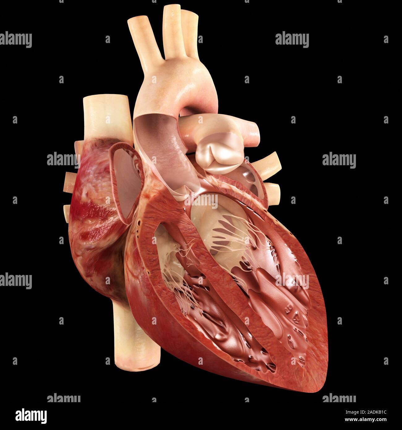 Human heart from the front showing the major blood vessels (white) and ...