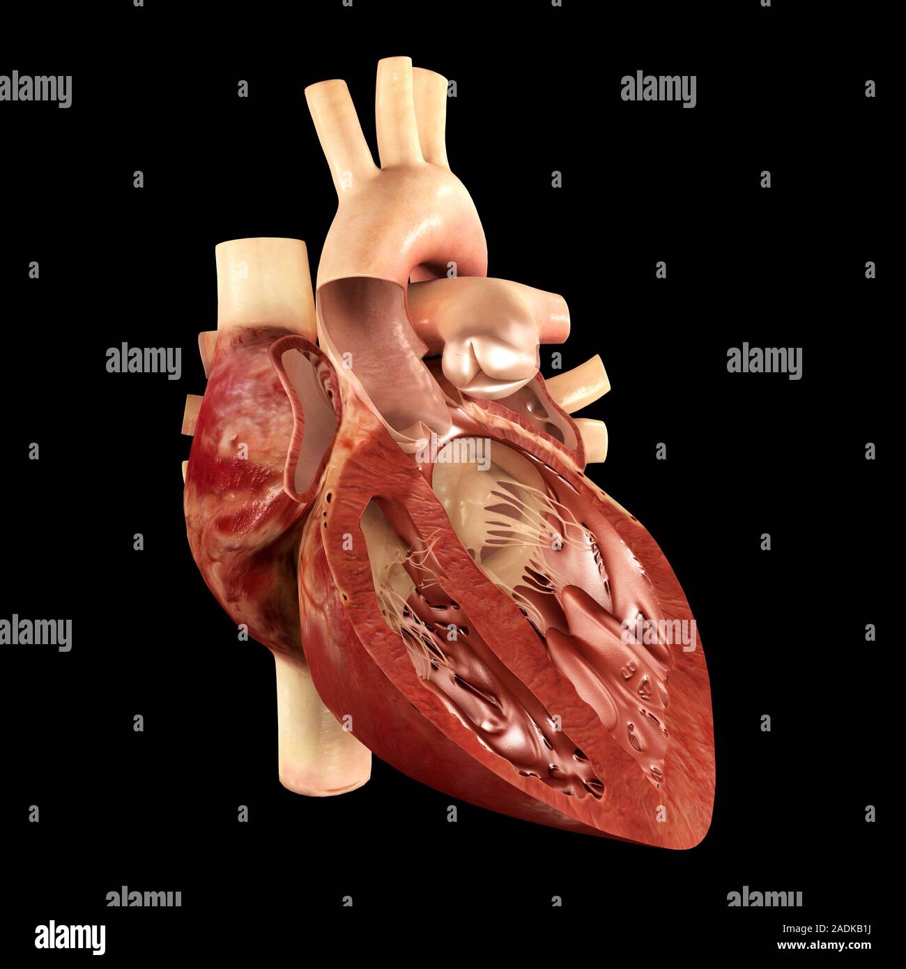 Cardiac cycle. Image 1 of 5. Computer artwork of a healthy heart during ...