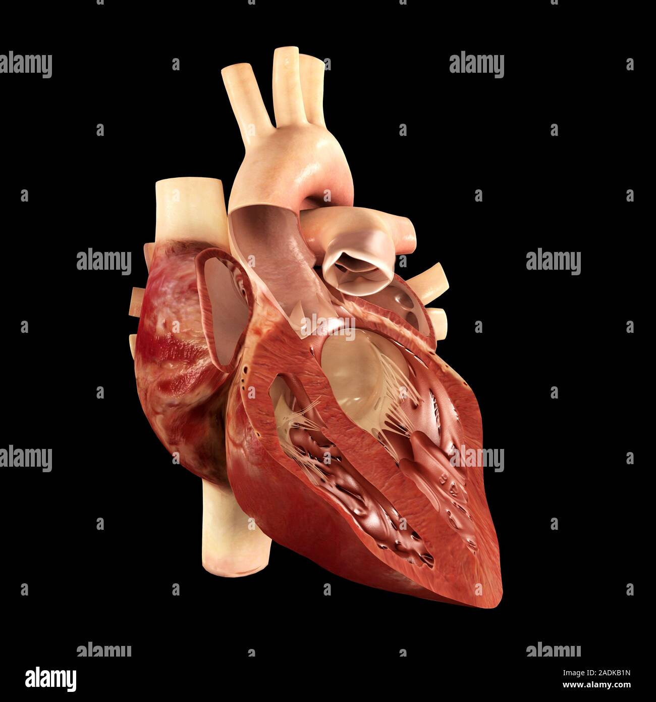 Cardiac cycle. Image 3 of 5. Computer artwork of a healthy heart during ...