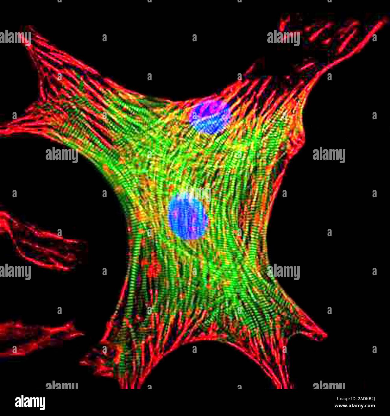 Heart cells producing smooth muscle, fluorescence deconvolution ...