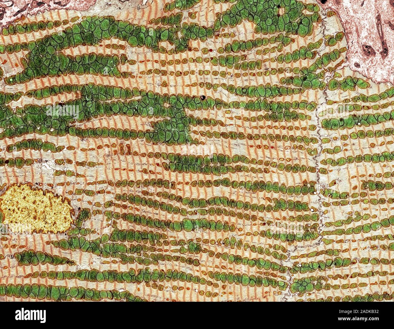 Heart muscle cell. Coloured transmission electron micrograph of a heart ...