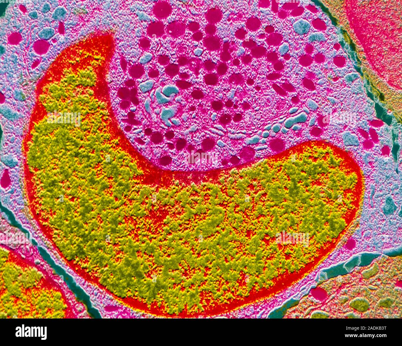 False-colour transmission electron micrograph (TEM) of a myelocyte from ...