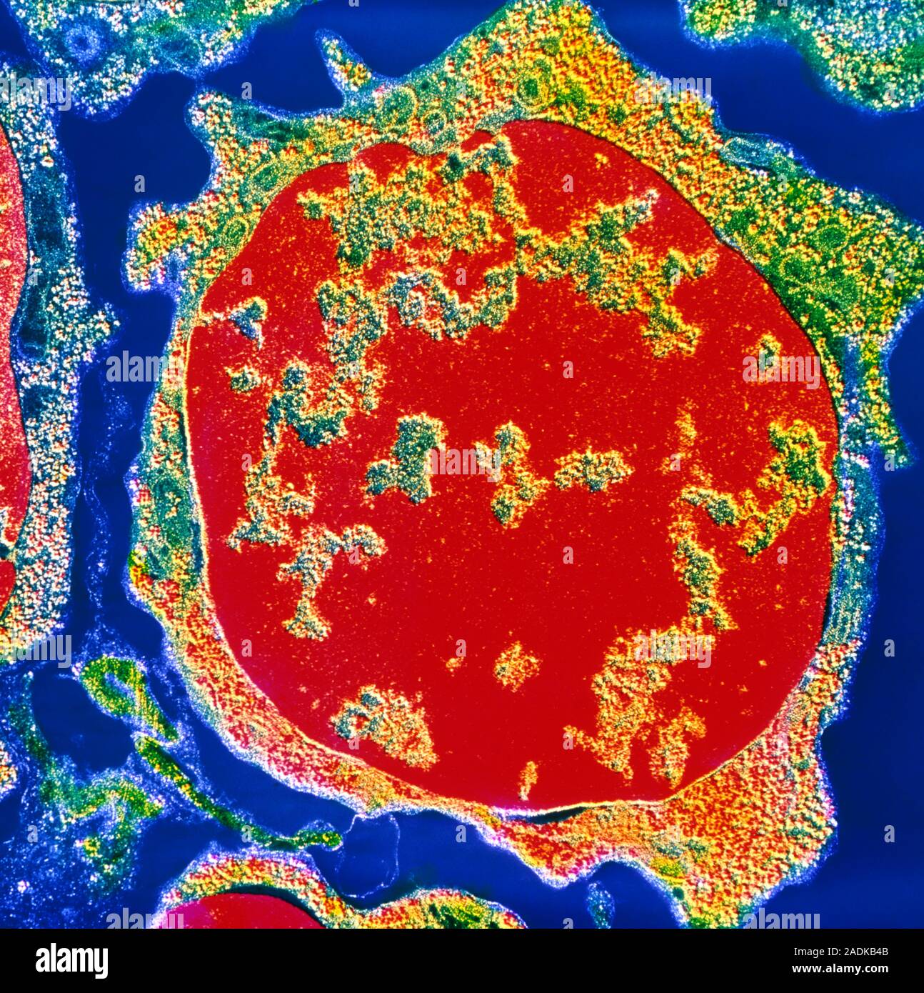 Erythroblast. Coloured Transmission Electron Micr- ograph of a forming ...