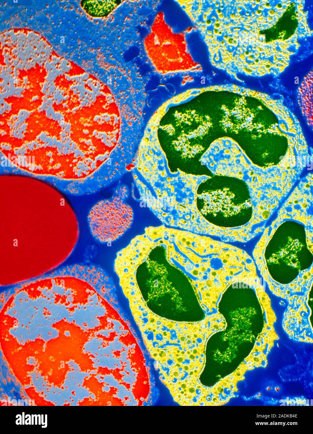 Blood cell formation. Coloured transmission electron micrograph of ...