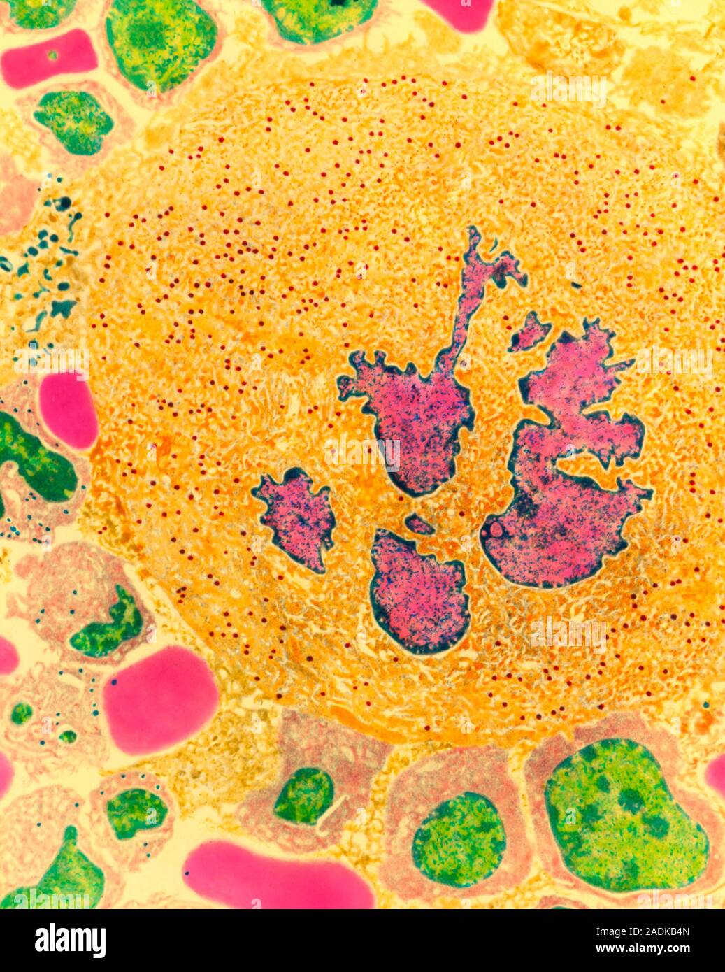 Megakaryocyte. Coloured transmission electron micrograph (TEM) of a ...