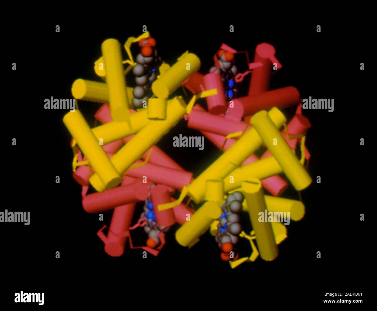 Computer graphic representation of the haemoglobin molecule from a ...