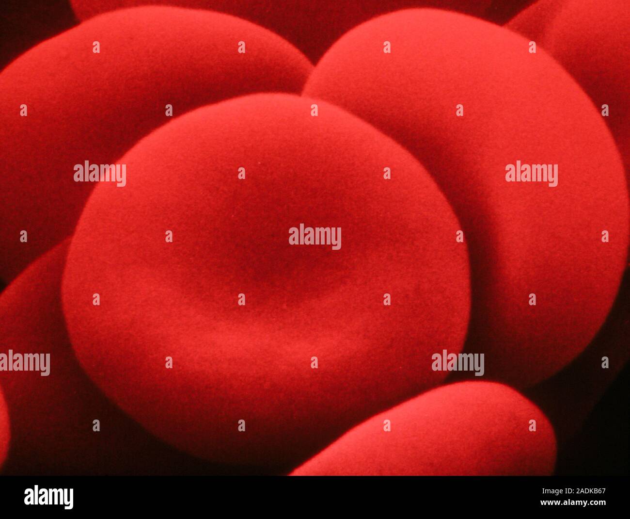 False-colour scanning electron micrograph (SEM) of human red blood ...