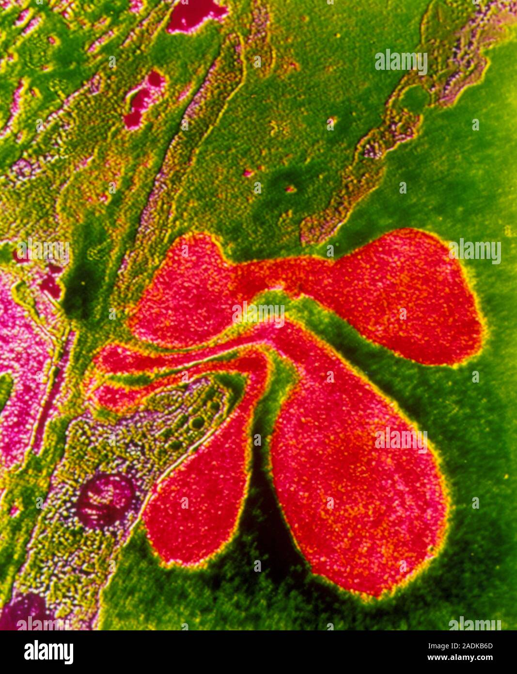False-colour transmission electron micrograph showing the flexibility ...