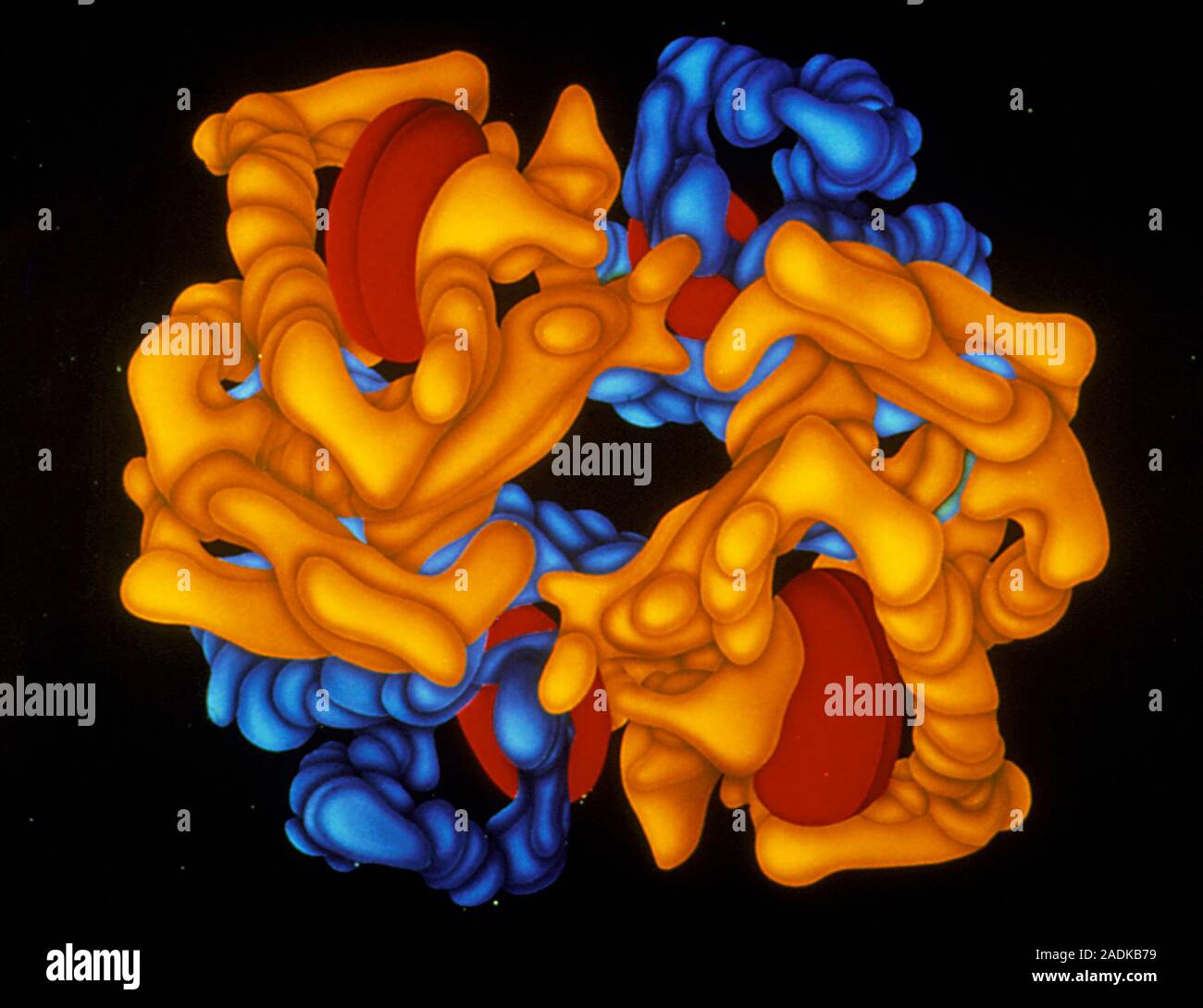 Computer graphic representation of the haemoglobin molecule, the oxygen ...