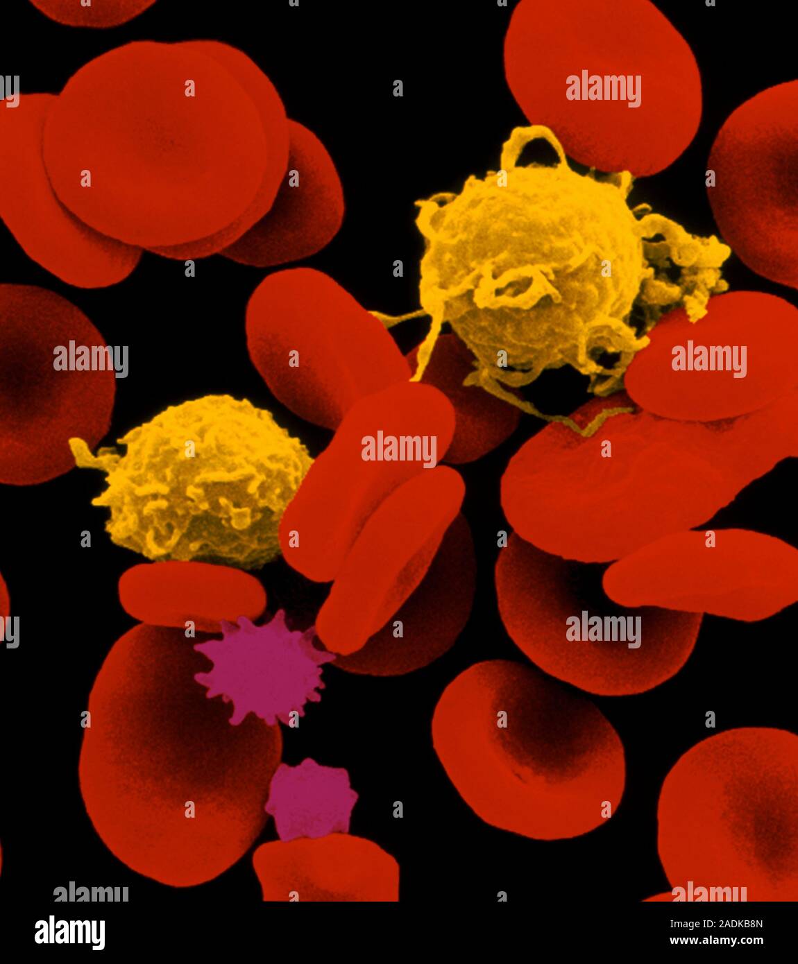 Red and white blood cells. Coloured Scanning Electron Micrograph of ...