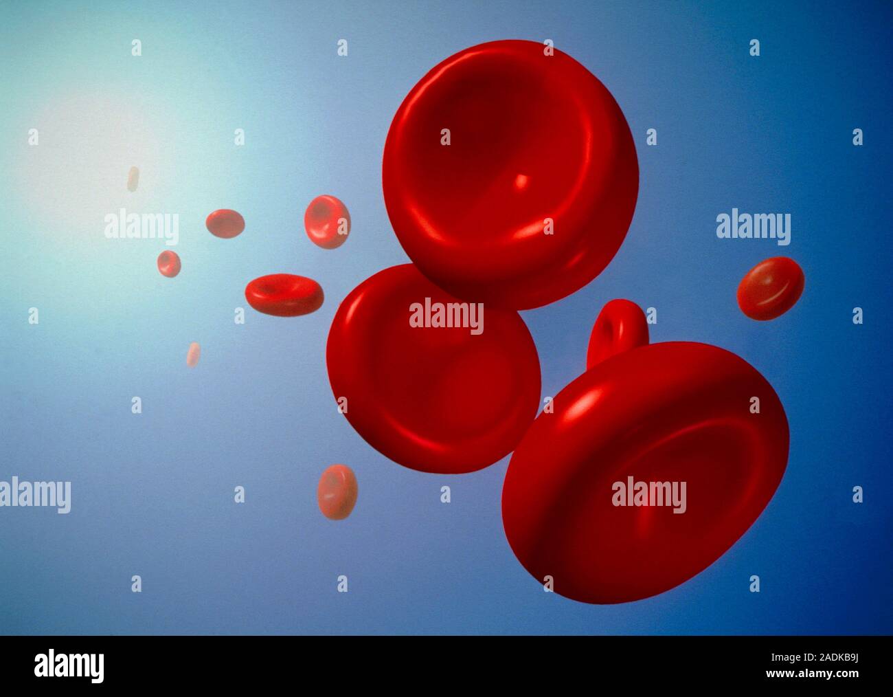 Red blood cells. Computer artwork of red blood cells (erythrocytes ...