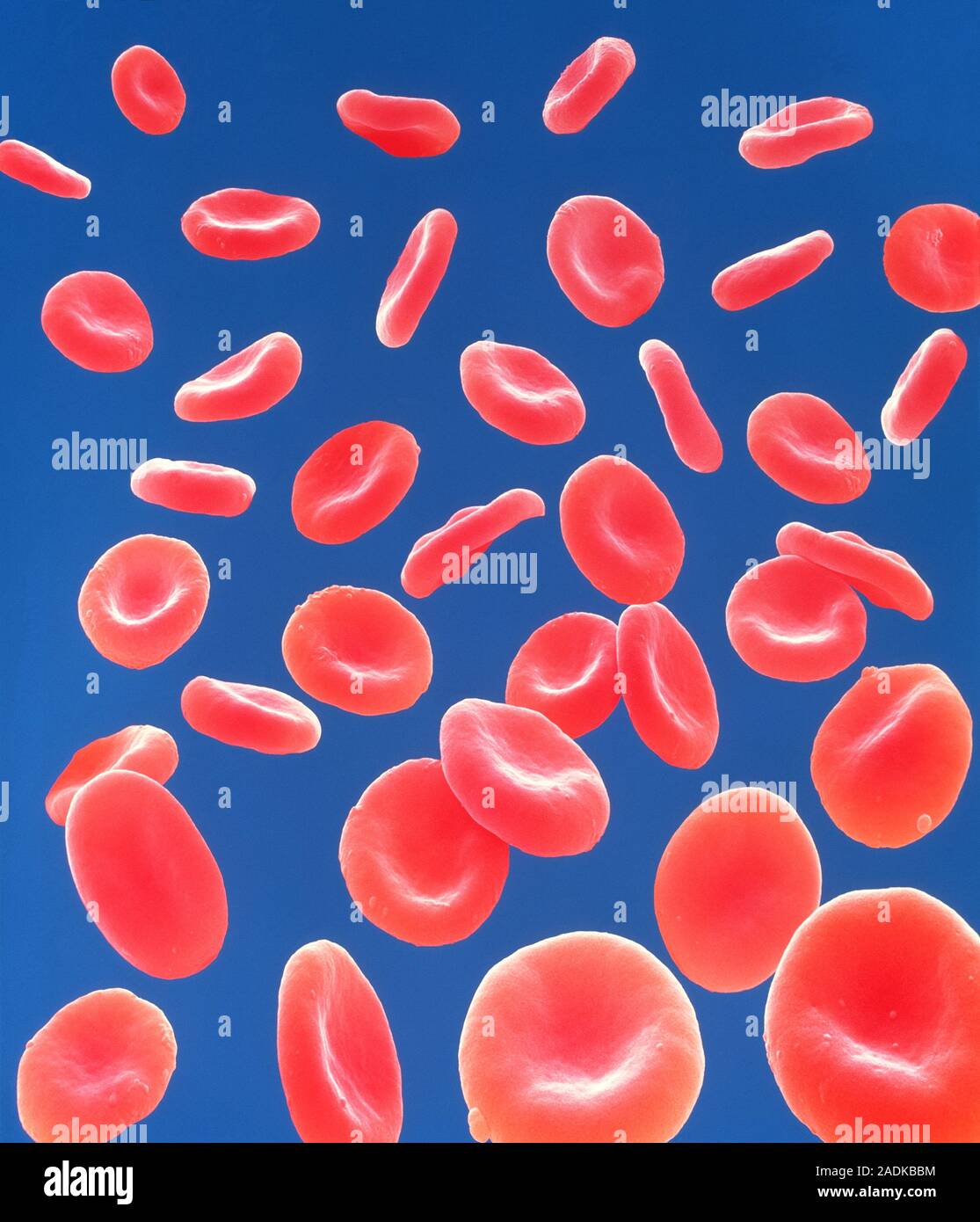 Red blood cells. Coloured scanning electron micrograph (SEM) of red ...