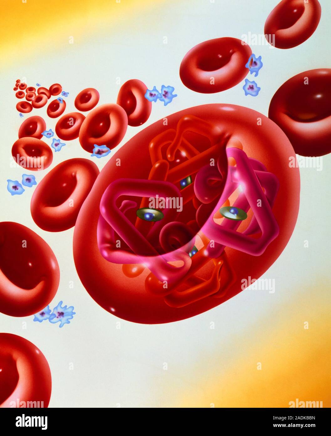 Red blood cells. Artwork of red blood cells (erythrocytes) and ...
