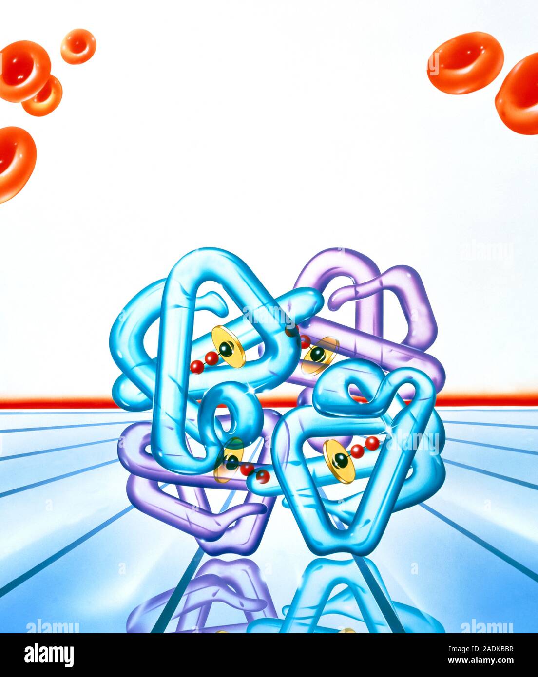 Haemoglobin molecule artwork. Haemoglobin is an oxygen-carrying ...