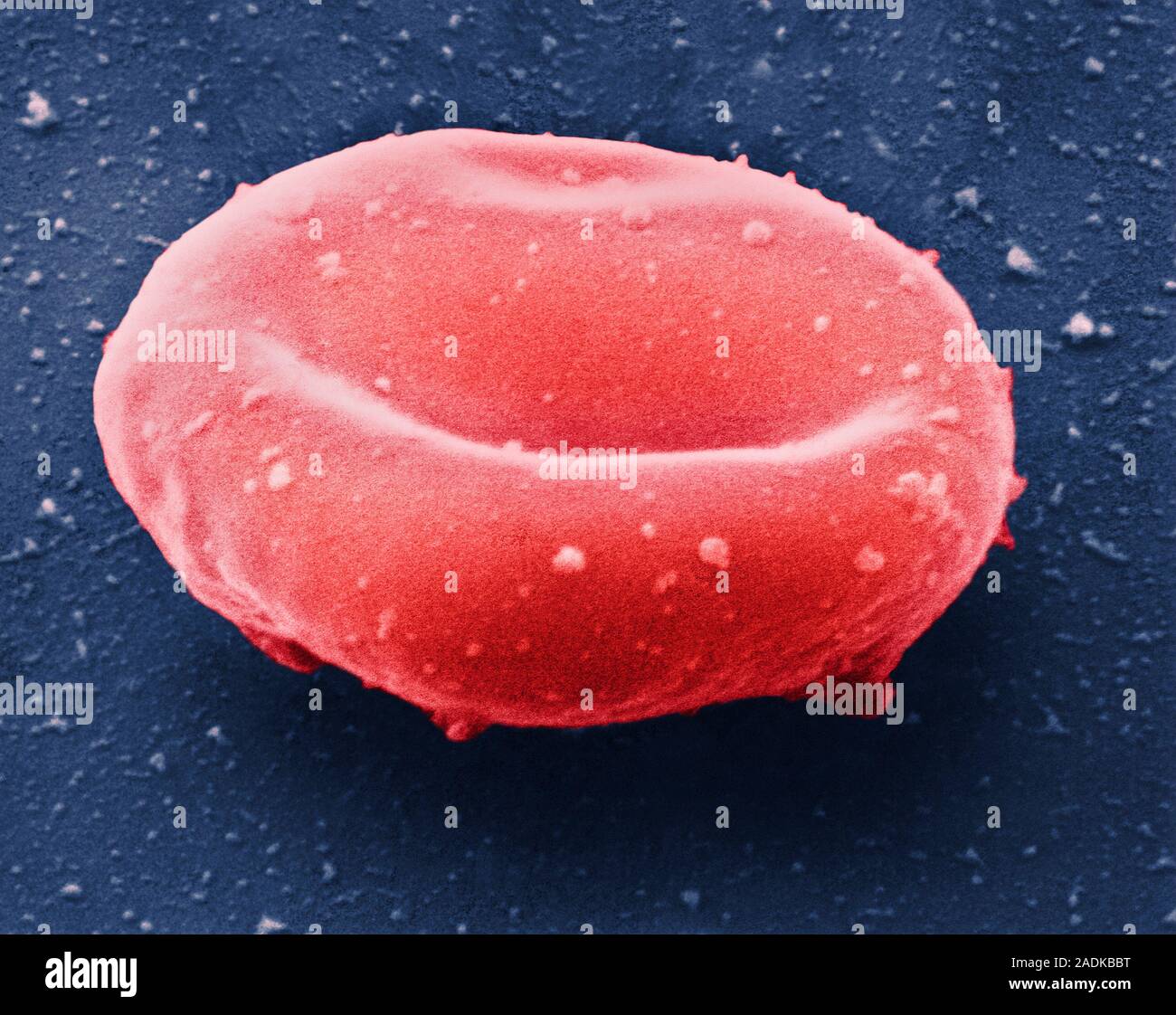 Red blood cell. Coloured scanning electron micrograph (SEM) of a red ...