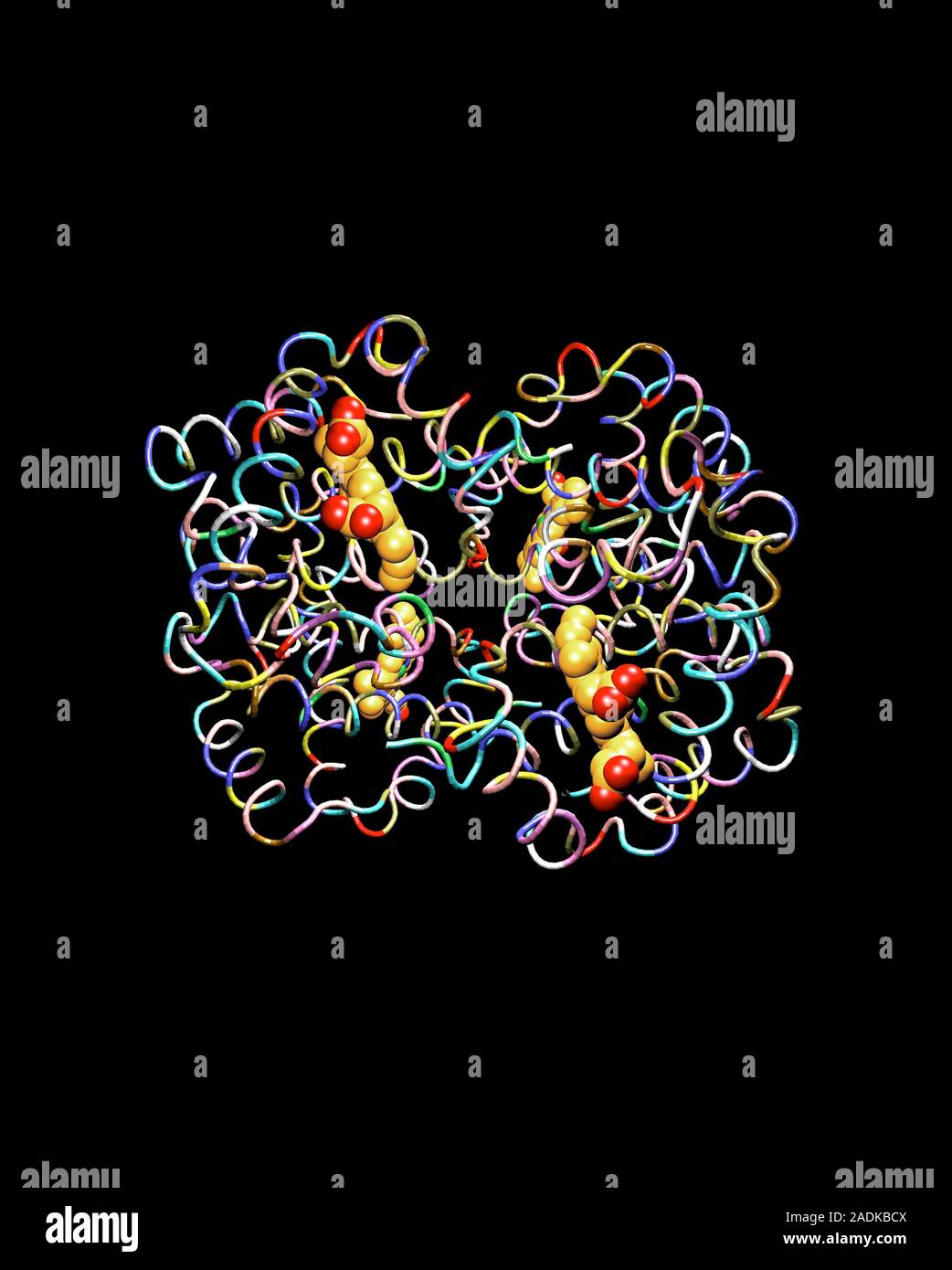 Haemoglobin. Computer model of the haemoglobin molecule that transports ...