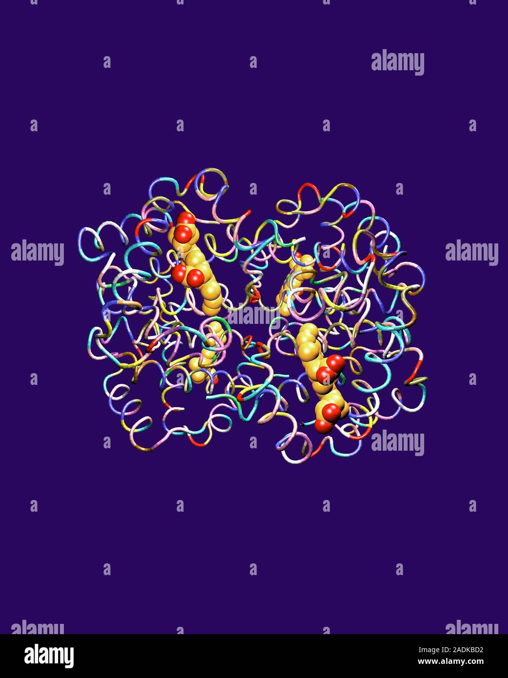Haemoglobin. Computer model of the haemoglobin molecule that transports ...