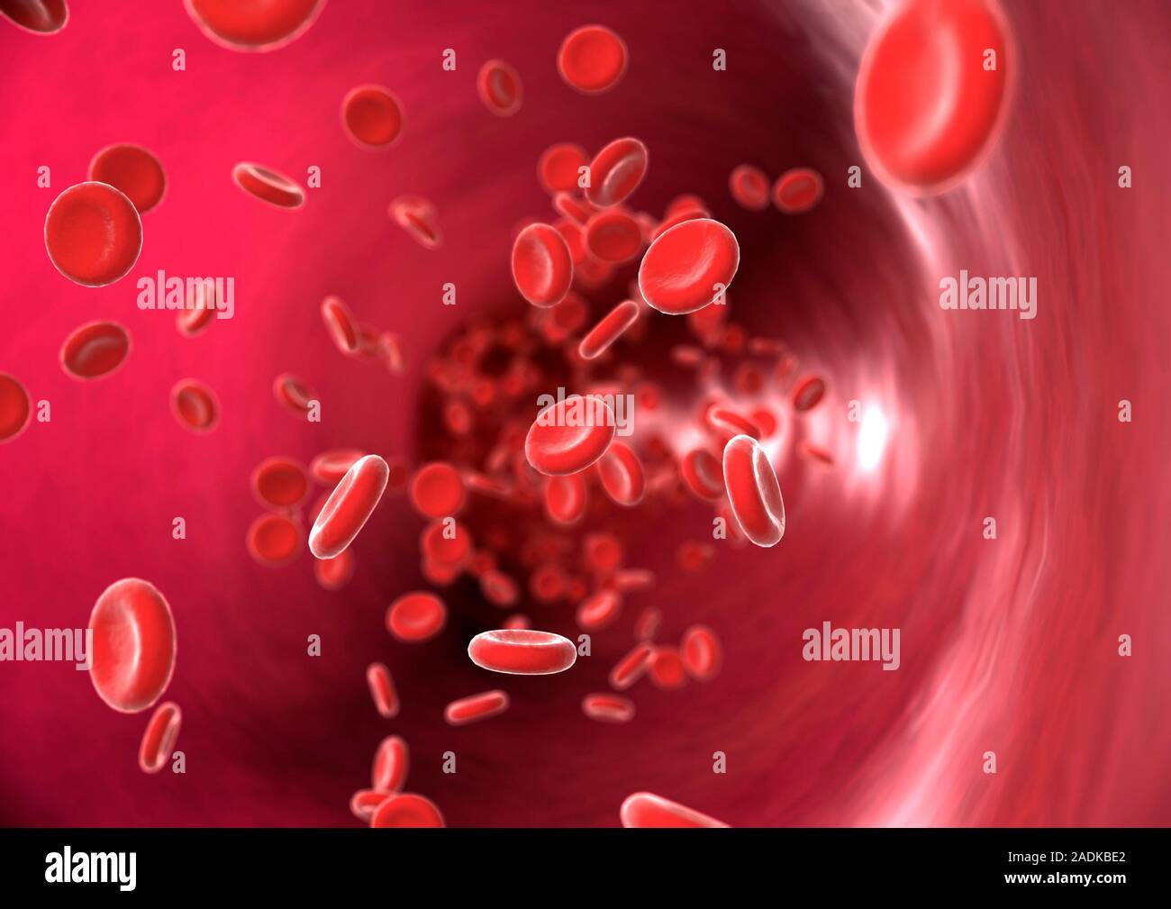 Red blood cells inside a blood vessel, computer artwork. Red blood ...