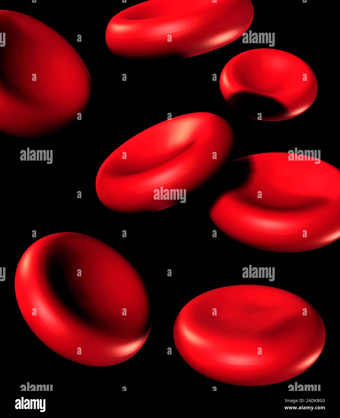 Red blood cells. Computer artwork of human red blood cells ...