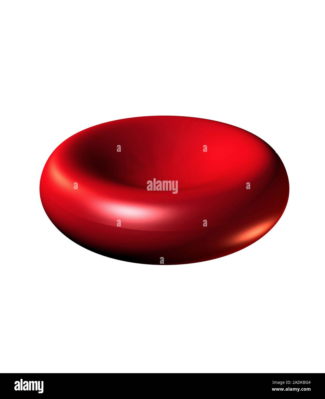 Red blood cell. Computer artwork of a human red blood cell (erythrocyte ...