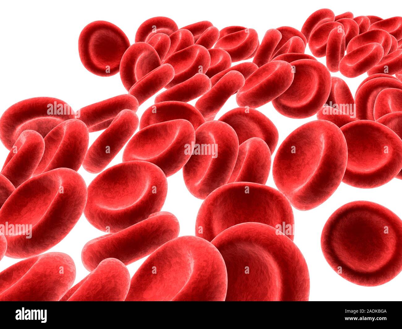 Red blood cells, computer artwork. Red blood cells, or erythrocytes ...