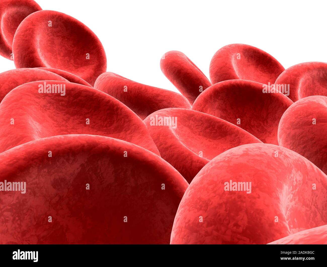 Red blood cells, computer artwork. Red blood cells, or erythrocytes ...