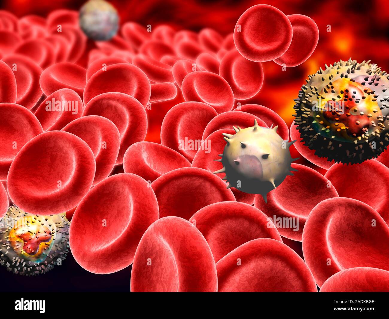 Blood cells, computer artwork. Red blood cells (red), or erythrocytes ...