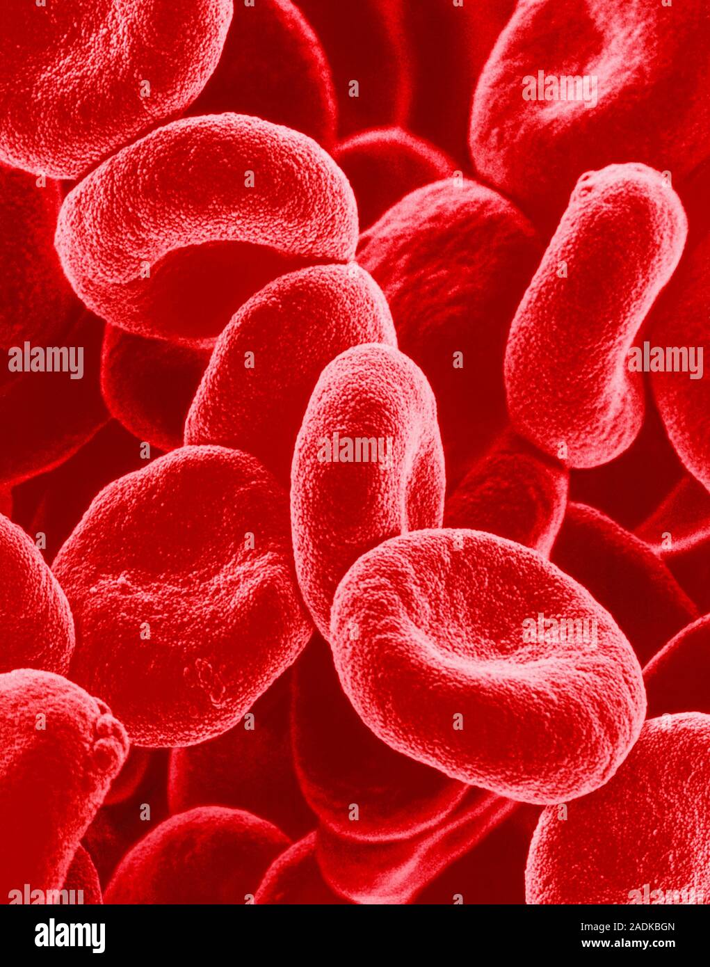 Red blood cells. Coloured scanning electron micrograph (SEM) of human ...