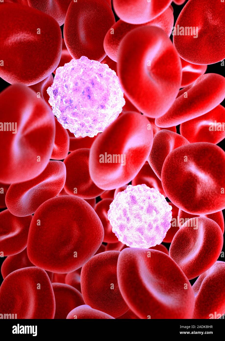 Blood cells, computer artwork. Red blood cells (red), or erythrocytes ...
