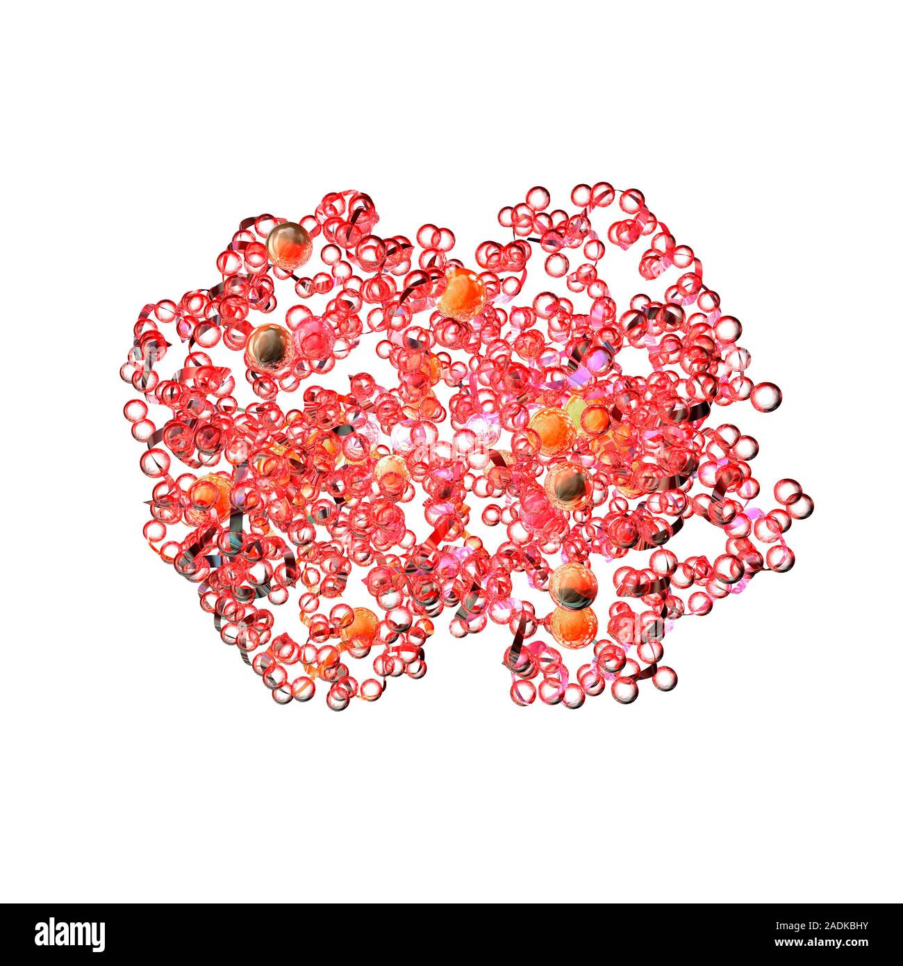 Haemoglobin. Molecular model of haemoglobin, a metalloprotein that ...