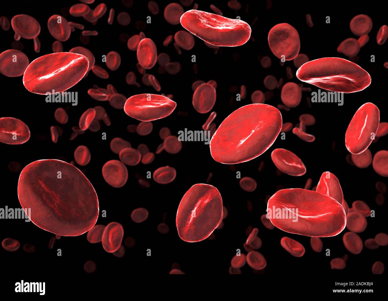 Red blood cells. Computer artwork of human red blood cells ...