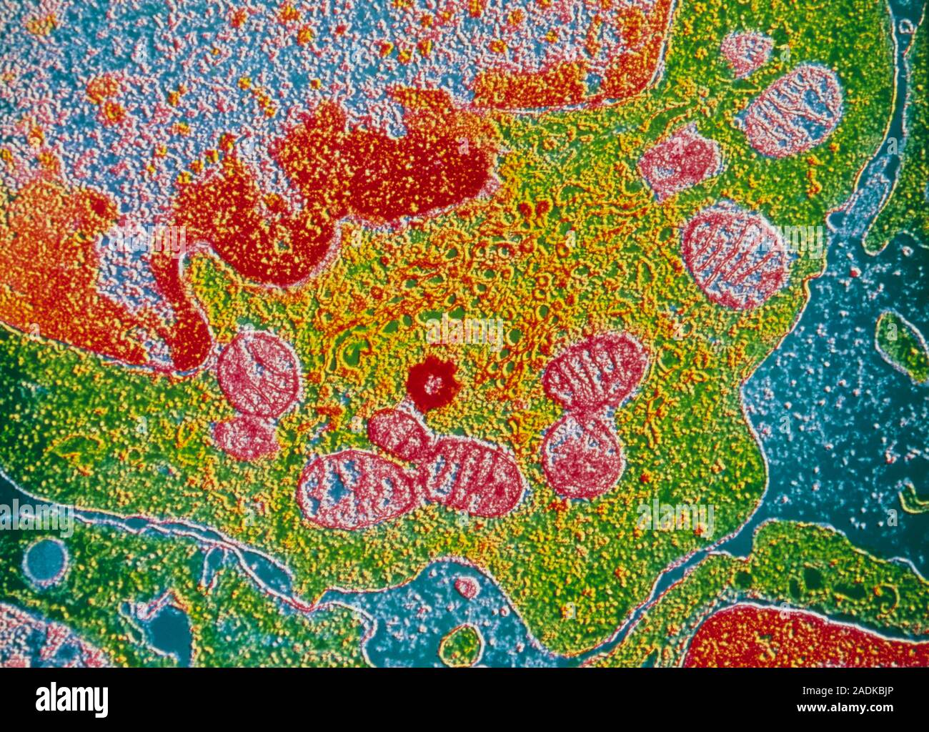 False colour transmission electron micrograph of a human lymphocyte ...
