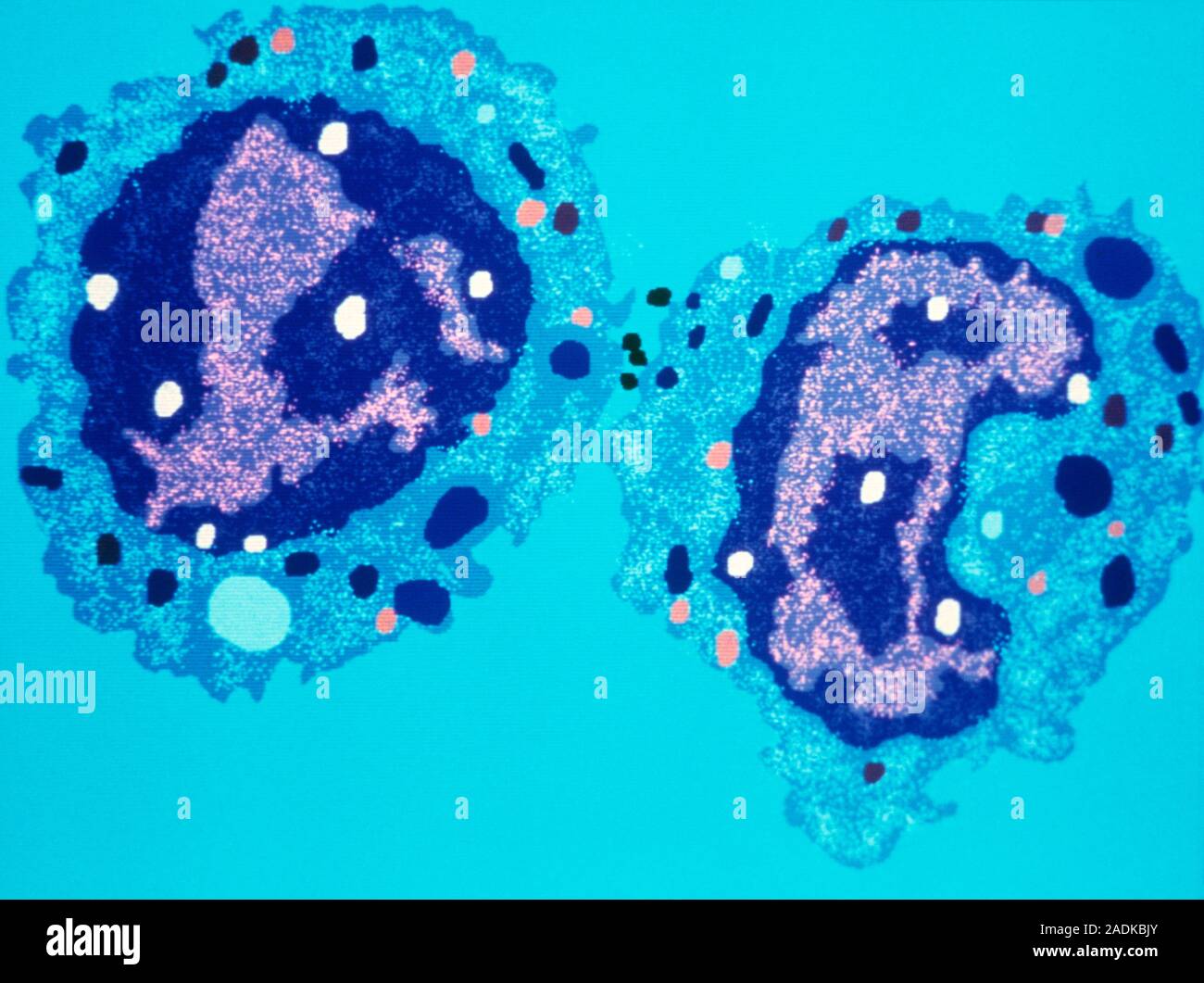 False-colour transmission electron micrograph (TEM) of a single ...